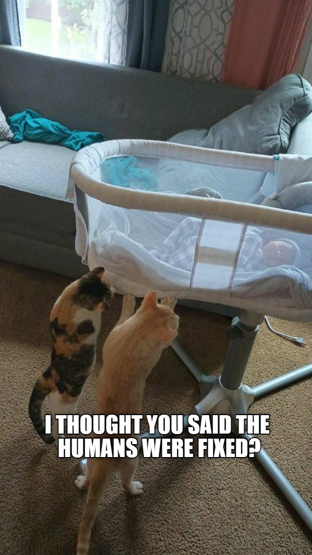 Fixed - Lolcats - lol | cat memes | funny cats | funny cat pictures ...