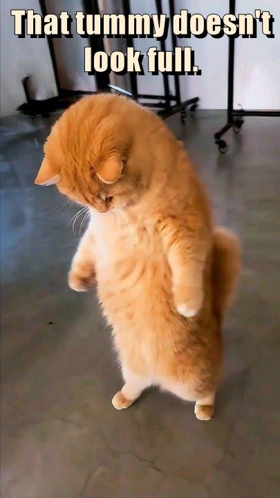 That tummy doesn't look full - Lolcats - lol | cat memes | funny cats ...