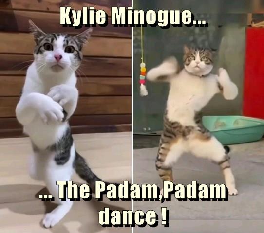 Padam, Padam - Lolcats - lol | cat memes | funny cats | funny cat ...