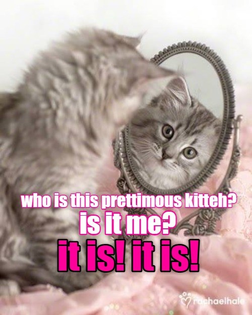 It is. - Lolcats - lol | cat memes | funny cats | funny cat pictures ...