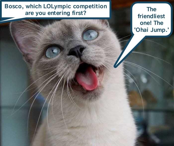 Friendly competition - Lolcats - lol | cat memes | funny cats | funny ...