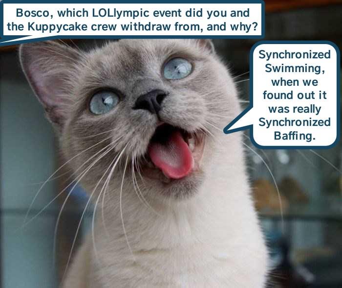 Oh, those sneaky humans - Lolcats - lol | cat memes | funny cats ...