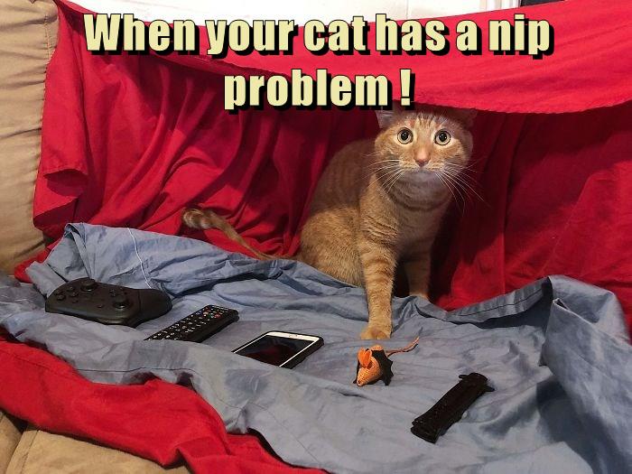 When your cat has a nip problem - Lolcats - lol | cat memes | funny ...