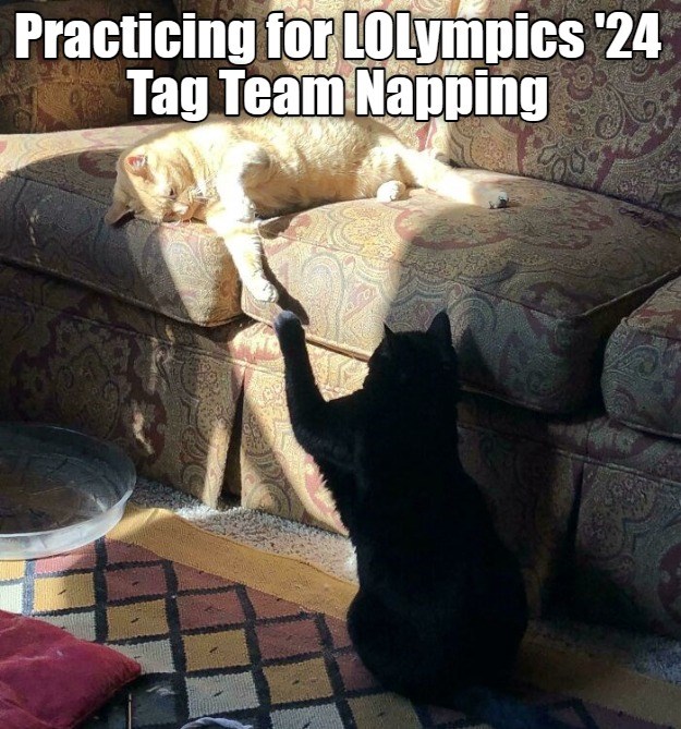 LOLympics '24 - Lolcats - lol | cat memes | funny cats | funny cat ...