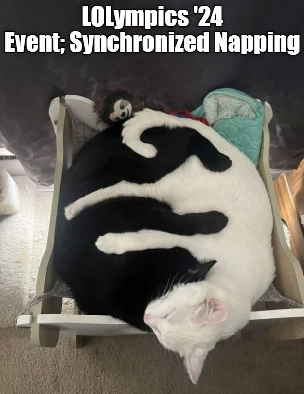 LOLympics '24 - Lolcats - lol | cat memes | funny cats | funny cat ...