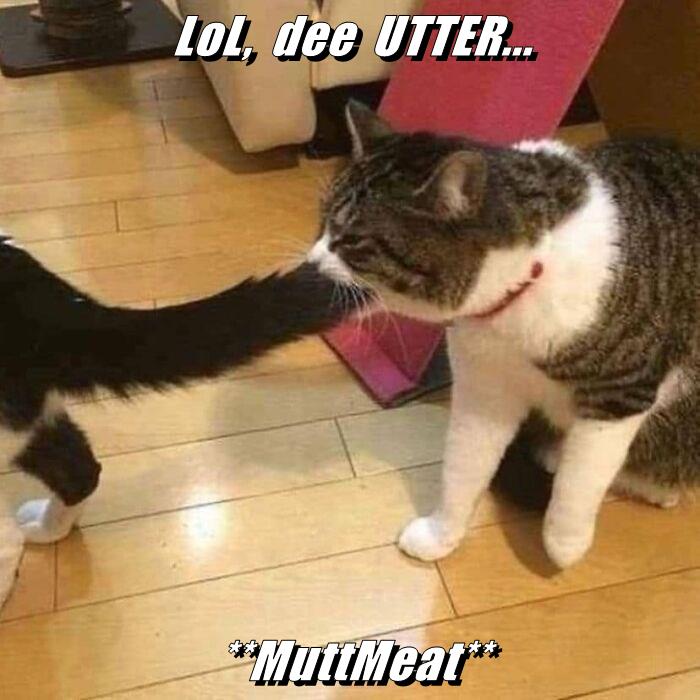 Lol - Lolcats - lol | cat memes | funny cats | funny cat pictures with ...