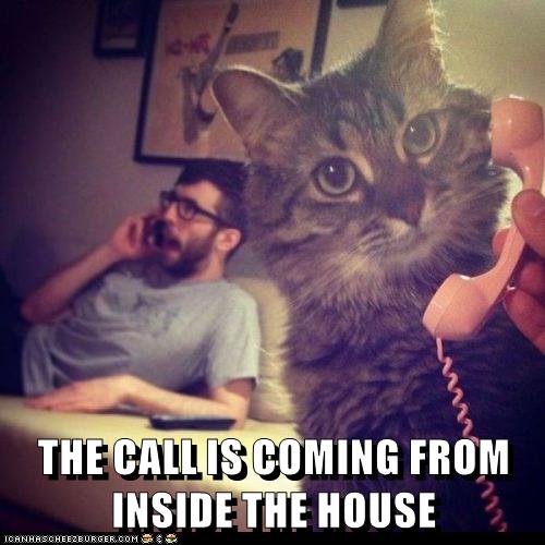 Gasp - Lolcats - lol | cat memes | funny cats | funny cat pictures with ...