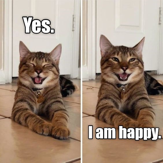 Yes! - Lolcats - lol | cat memes | funny cats | funny cat pictures with ...