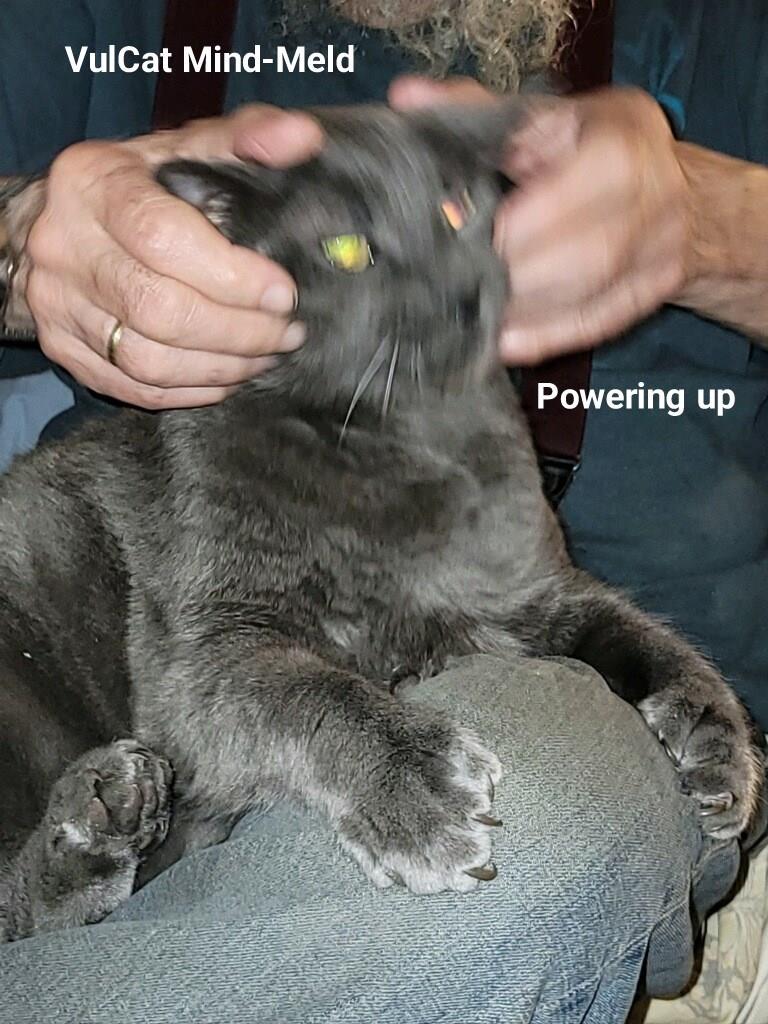 VulCat - Lolcats - lol | cat memes | funny cats | funny cat pictures ...