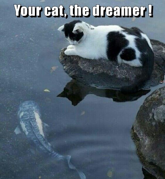 The dreamer - Lolcats - lol | cat memes | funny cats | funny cat ...
