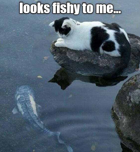 Fishy - Lolcats - lol | cat memes | funny cats | funny cat pictures ...