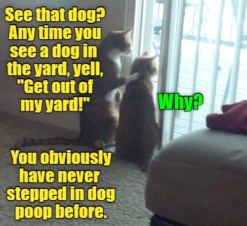 Training the new cat - Lolcats - lol | cat memes | funny cats | funny ...