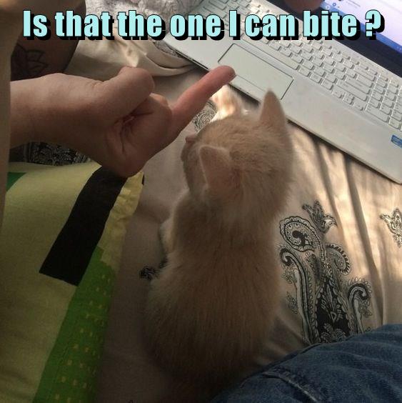 Pwetty pwease? - I Can Has Cheezburger?