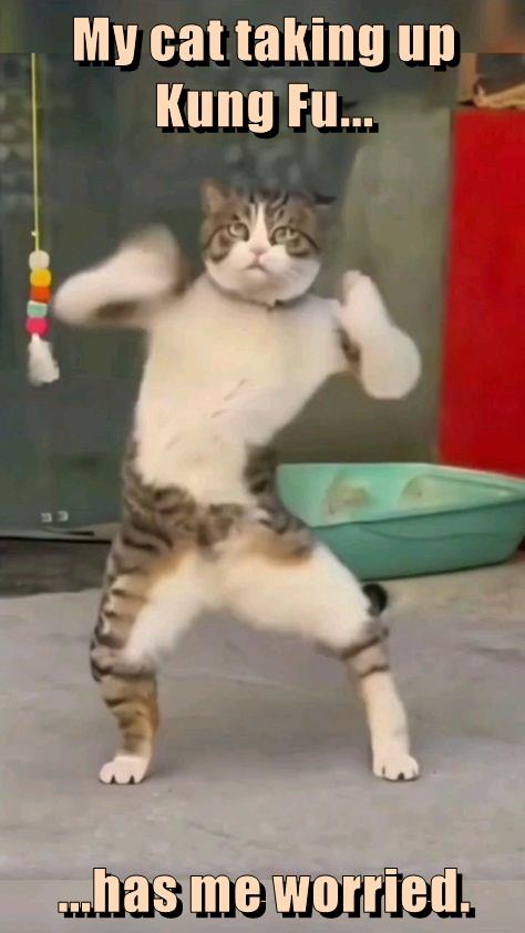 Kung Fu - Lolcats - lol | cat memes | funny cats | funny cat pictures ...