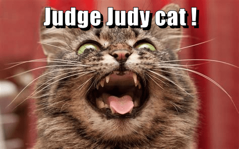 Judge Judy cat! - Lolcats - lol | cat memes | funny cats | funny cat ...