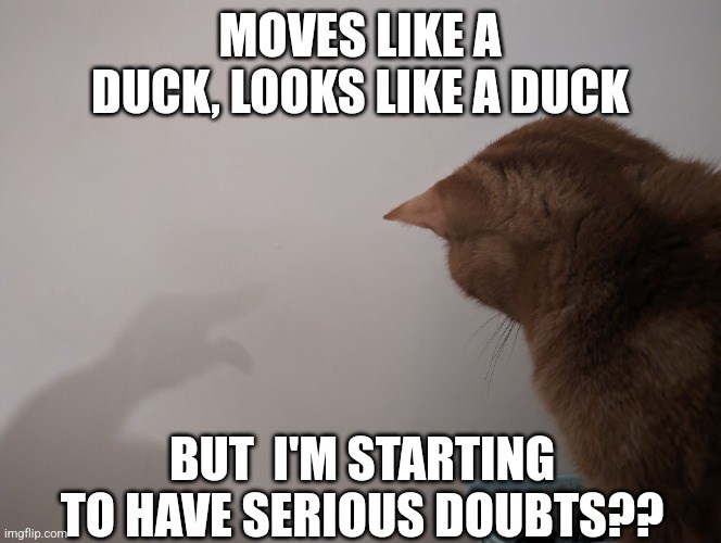 Hello Ducky.. - Lolcats - lol | cat memes | funny cats | funny cat ...