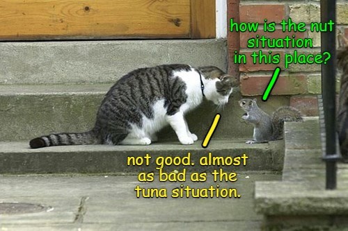 That's nuts! - Lolcats - lol | cat memes | funny cats | funny cat ...