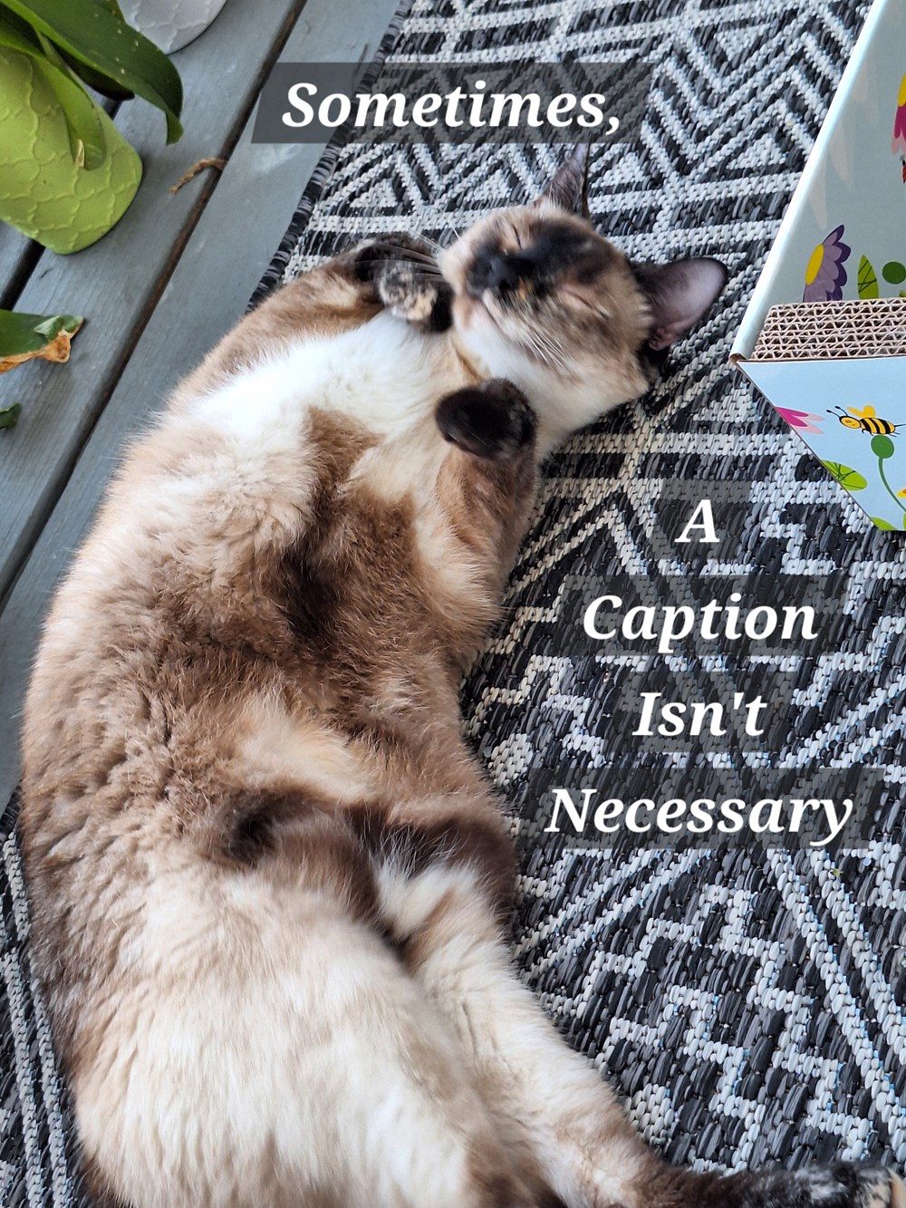 1000 words - Lolcats - lol | cat memes | funny cats | funny cat ...