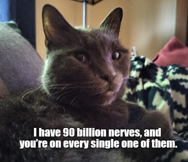 Every single one - I Can Has Cheezburger?
