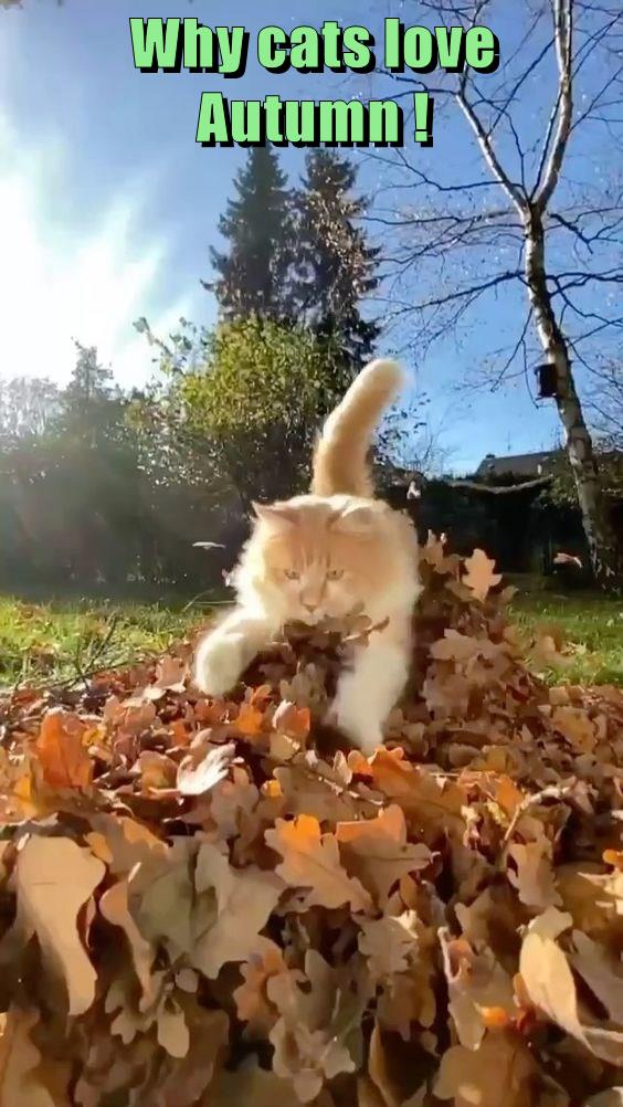 Autumn - Lolcats - lol | cat memes | funny cats | funny cat pictures ...