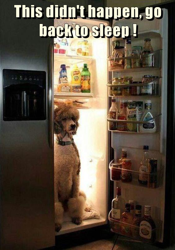 Shush - Animal Comedy - Animal Comedy, funny animals, animal gifs