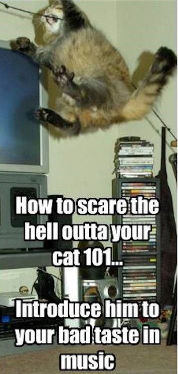 Easy peasy - Lolcats - lol | cat memes | funny cats | funny cat ...