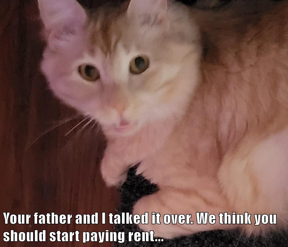 Shook - Lolcats - lol | cat memes | funny cats | funny cat pictures ...