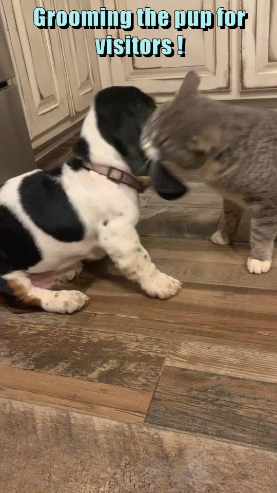 Grooming - Lolcats - lol | cat memes | funny cats | funny cat pictures ...