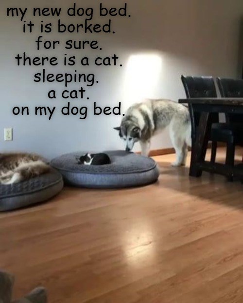 Boss? Help? - Lolcats - lol | cat memes | funny cats | funny cat ...