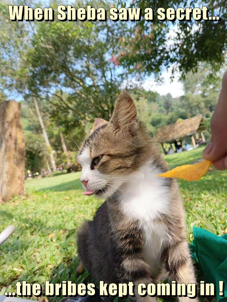A secret... - Lolcats - lol | cat memes | funny cats | funny cat ...