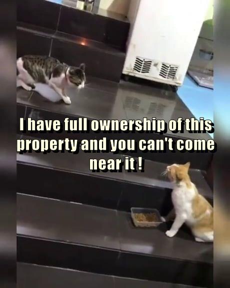 Full ownership - Lolcats - lol | cat memes | funny cats | funny cat ...