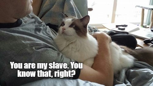 Of course - Lolcats - lol | cat memes | funny cats | funny cat pictures ...