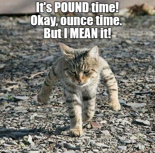 Kitty has a fierce - Lolcats - lol | cat memes | funny cats | funny cat ...