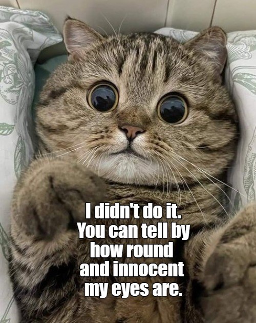 A sure sign - Lolcats - lol | cat memes | funny cats | funny cat ...