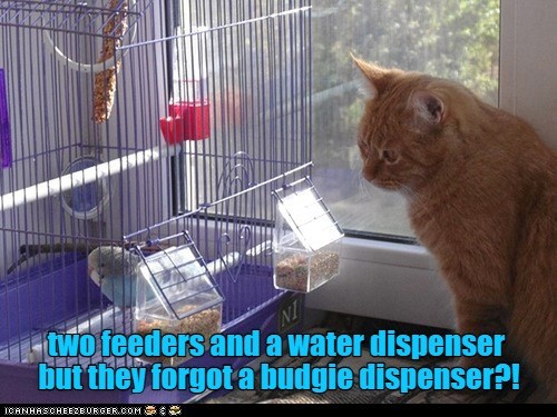 Useless! - Lolcats - lol | cat memes | funny cats | funny cat pictures ...