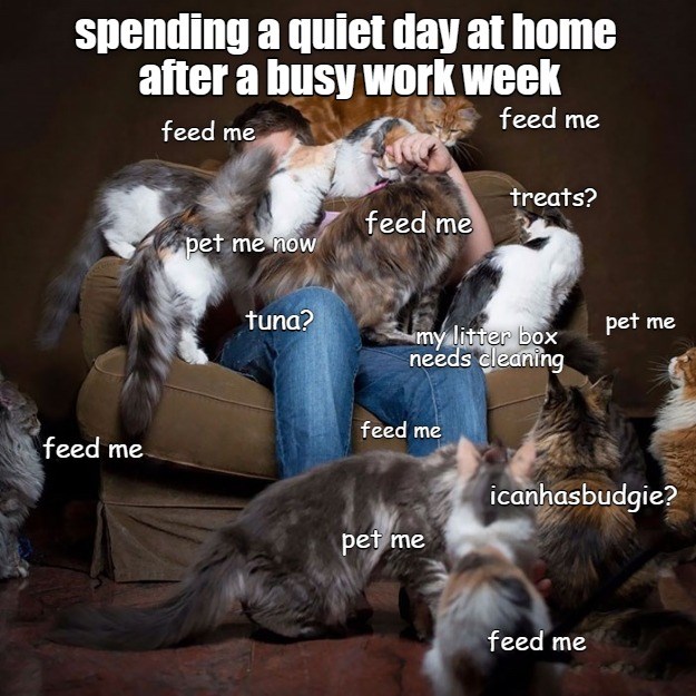 Feed me now! - Lolcats - lol | cat memes | funny cats | funny cat ...