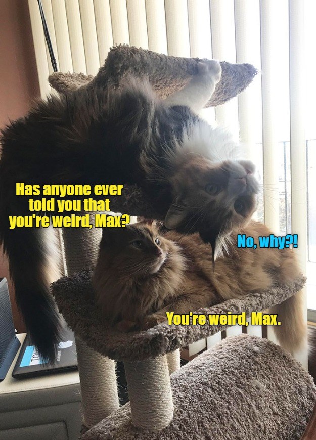 Who? Me? - Lolcats - lol | cat memes | funny cats | funny cat pictures ...