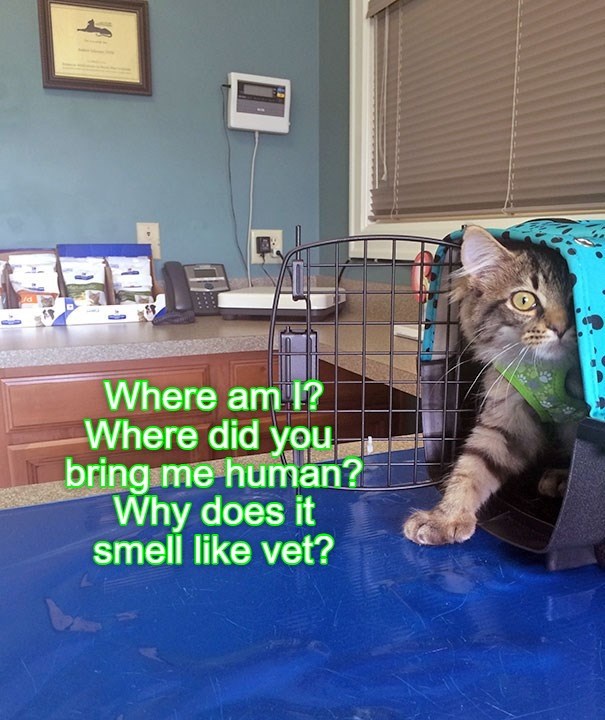 Im Not Going To Get Fixed Again Am I Lolcats Lol Cat Memes Funny Cats Funny Cat