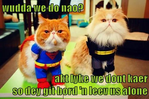 What now? - Lolcats - lol | cat memes | funny cats | funny cat pictures ...