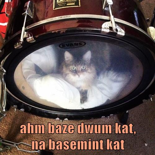 Basement cat - Lolcats - lol | cat memes | funny cats | funny cat ...