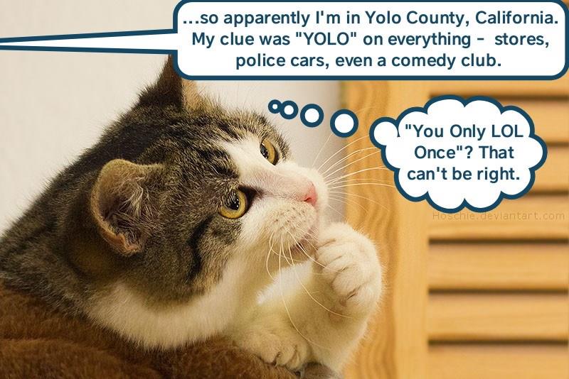 YOLO! - Lolcats - lol | cat memes | funny cats | funny cat pictures with words on them | funny ...