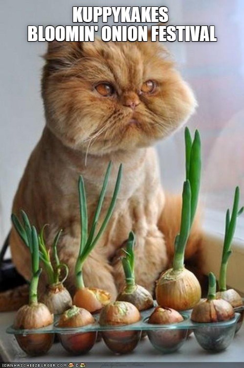 Festival Season - Lolcats - lol | cat memes | funny cats | funny cat ...