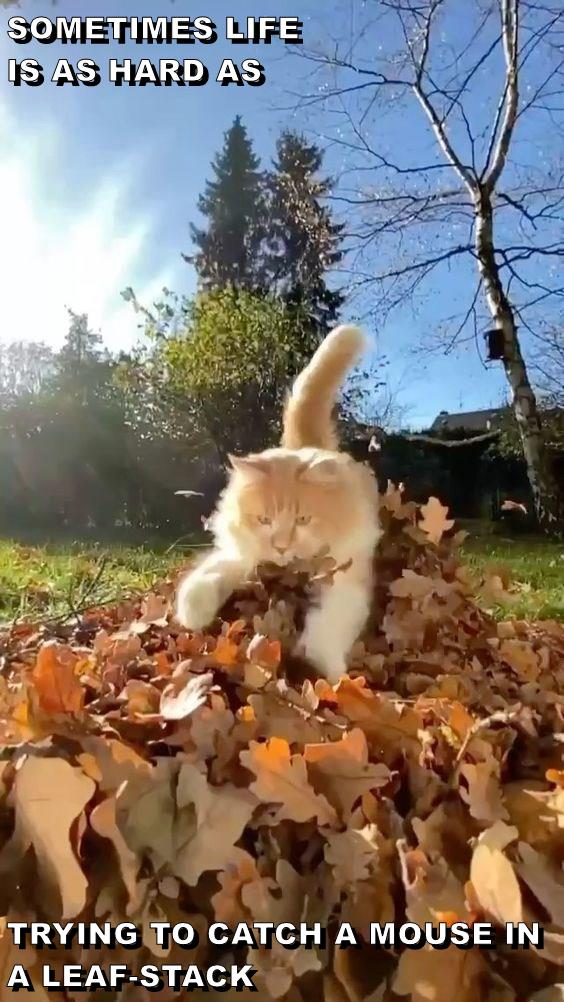 Lessons for life - Lolcats - lol | cat memes | funny cats | funny cat ...