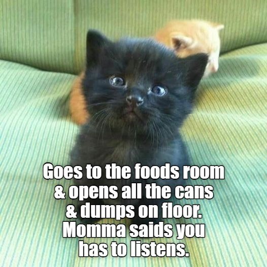 ...and Momma knows best. - Lolcats - lol | cat memes | funny cats ...