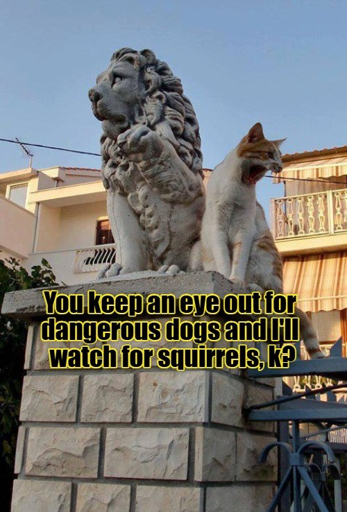 K! - Lolcats - lol | cat memes | funny cats | funny cat pictures with ...