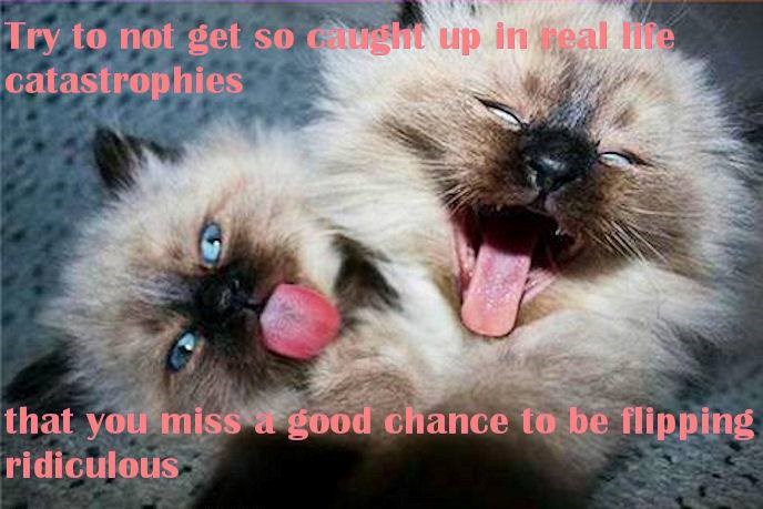 Frick and Frack having a ball - Lolcats - lol | cat memes | funny cats ...