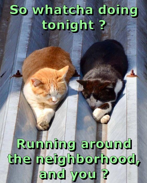 Whatcha Doin Cat Memes