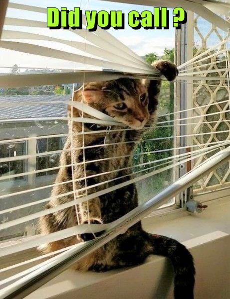 Did you call? - Lolcats - lol | cat memes | funny cats | funny cat ...