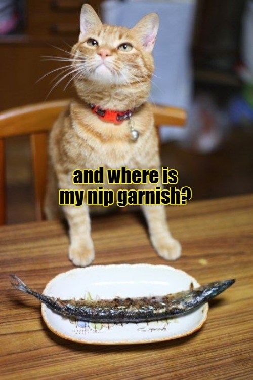 And where is my nip garnish? - Lolcats - lol | cat memes | funny cats ...