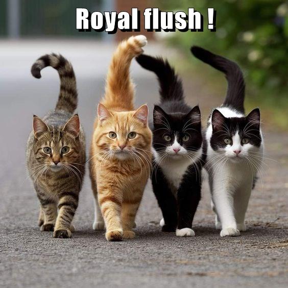 Royal flush - Lolcats - lol | cat memes | funny cats | funny cat ...